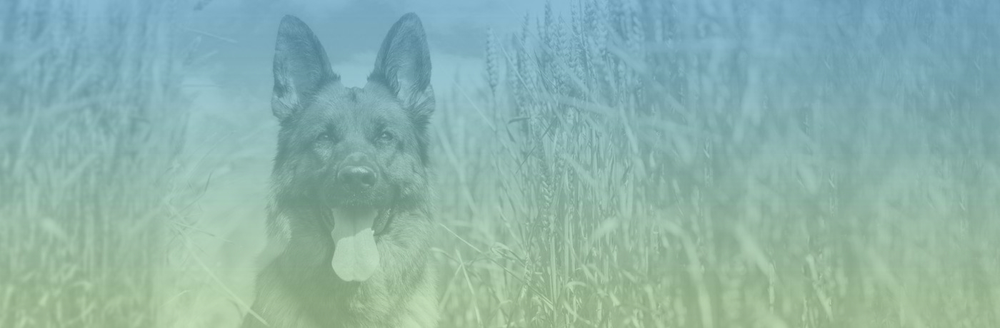 Alles rund um die Rasse